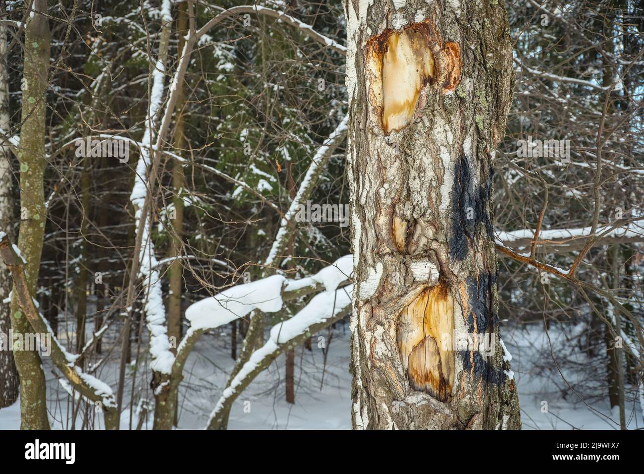 Damaged birch tree bark close-up. Snowy winter Stock Photo - Alamy