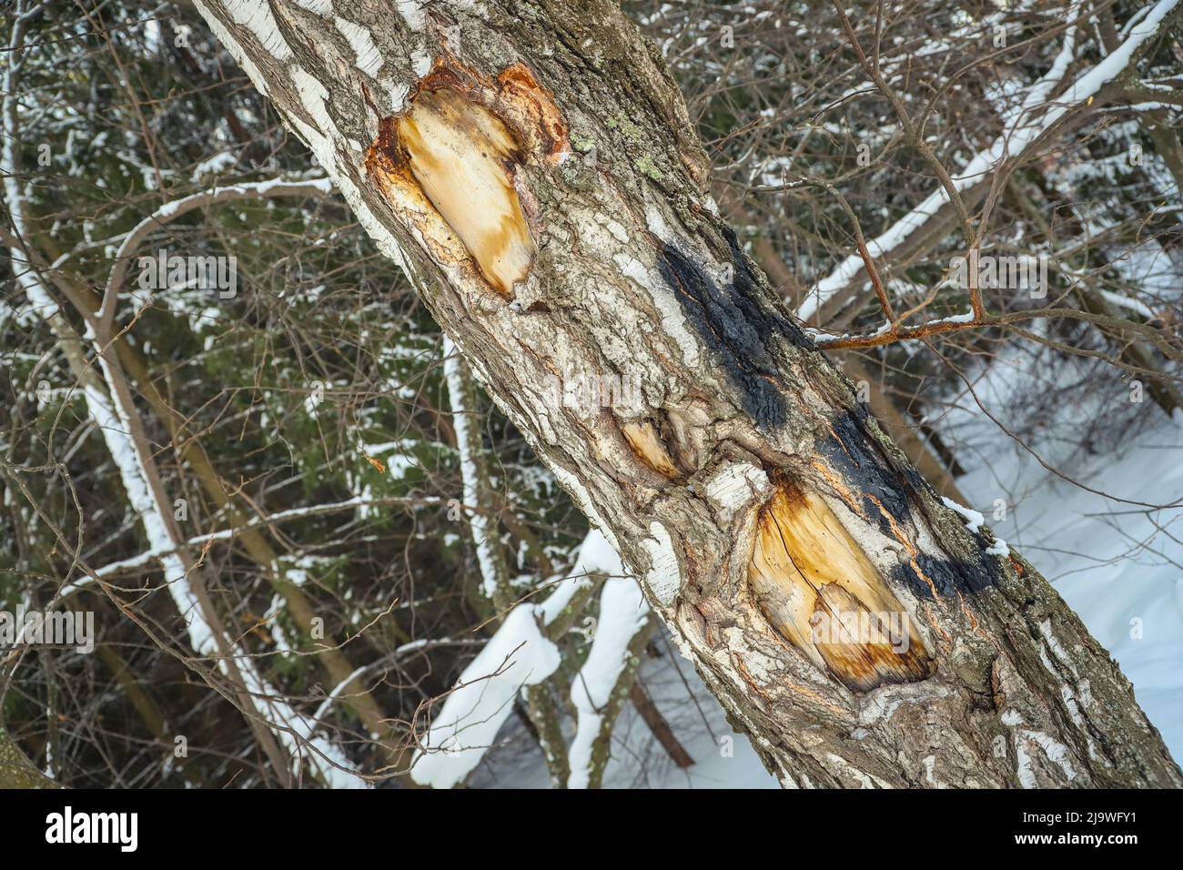 Damaged birch tree bark close-up. Snowy winter Stock Photo - Alamy