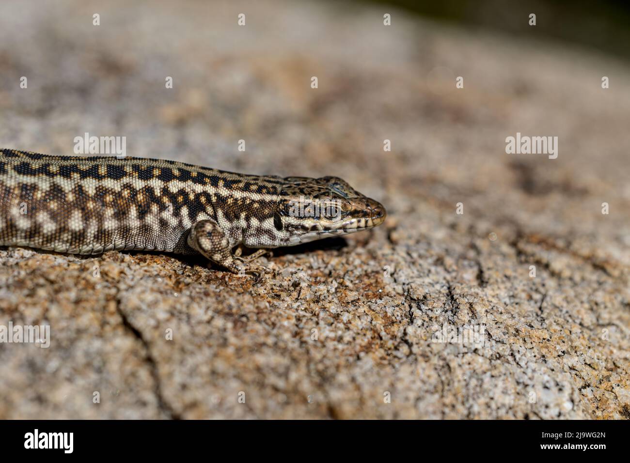 Female wall lizard hi-res stock photography and images - Alamy