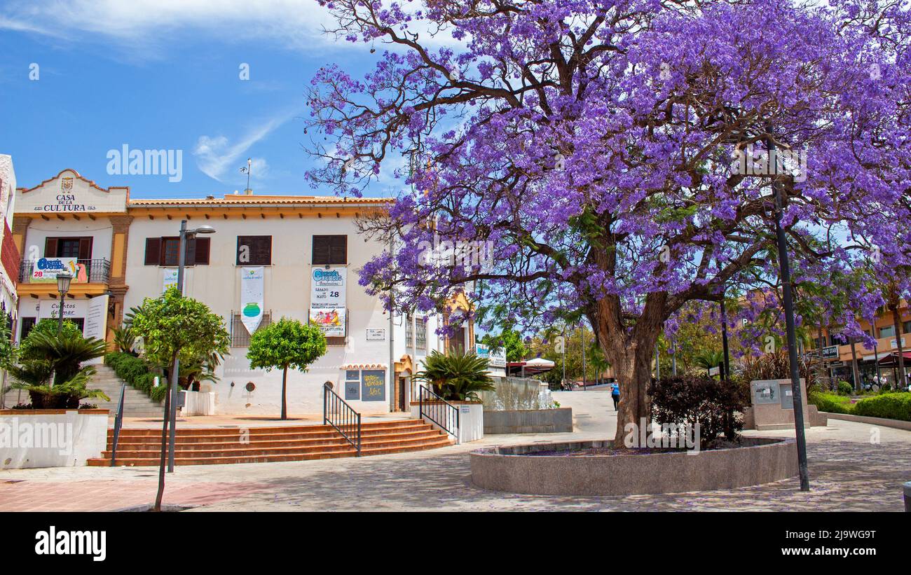 Jacaranda Tree - Arroyo de la Miel Stock Photo - Alamy