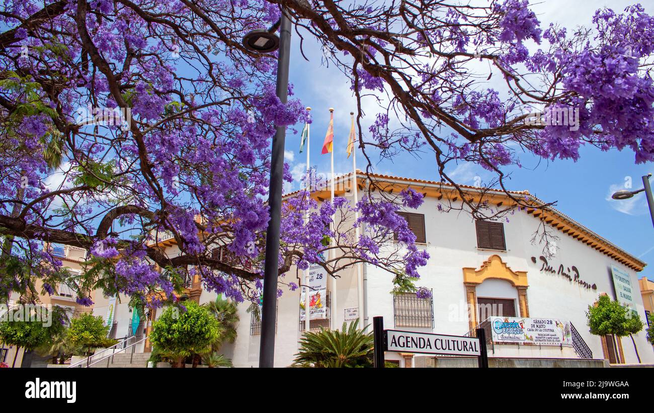 Jacaranda Tree - Arroyo de la Miel Stock Photo - Alamy