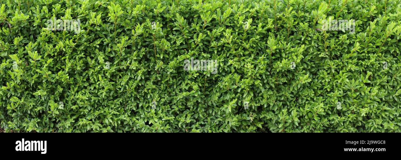 Boxwood hedge texture. Buxus plant pattern. Gardening hedge background ...