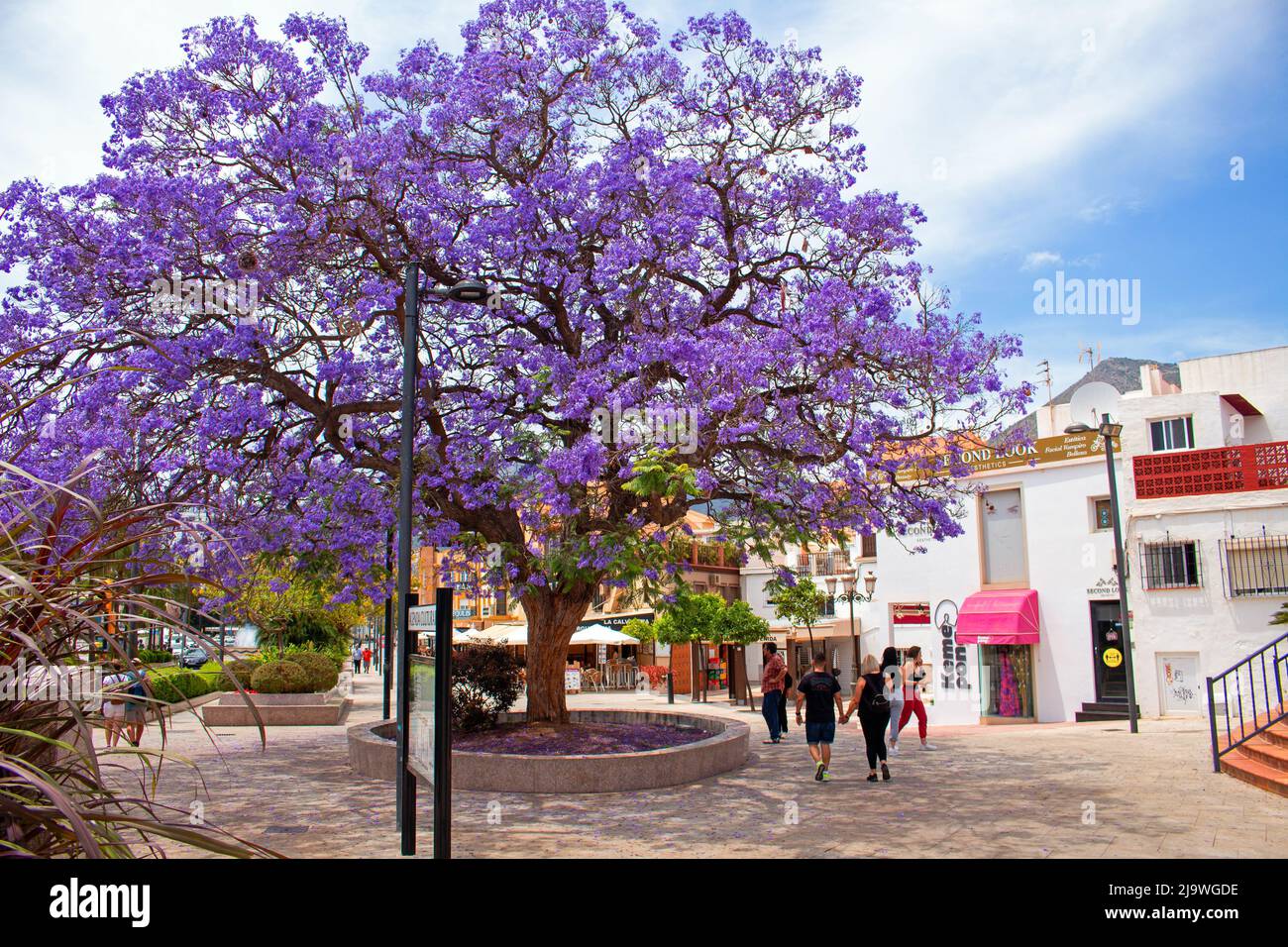 Jacaranda Tree - Arroyo de la Miel Stock Photo - Alamy
