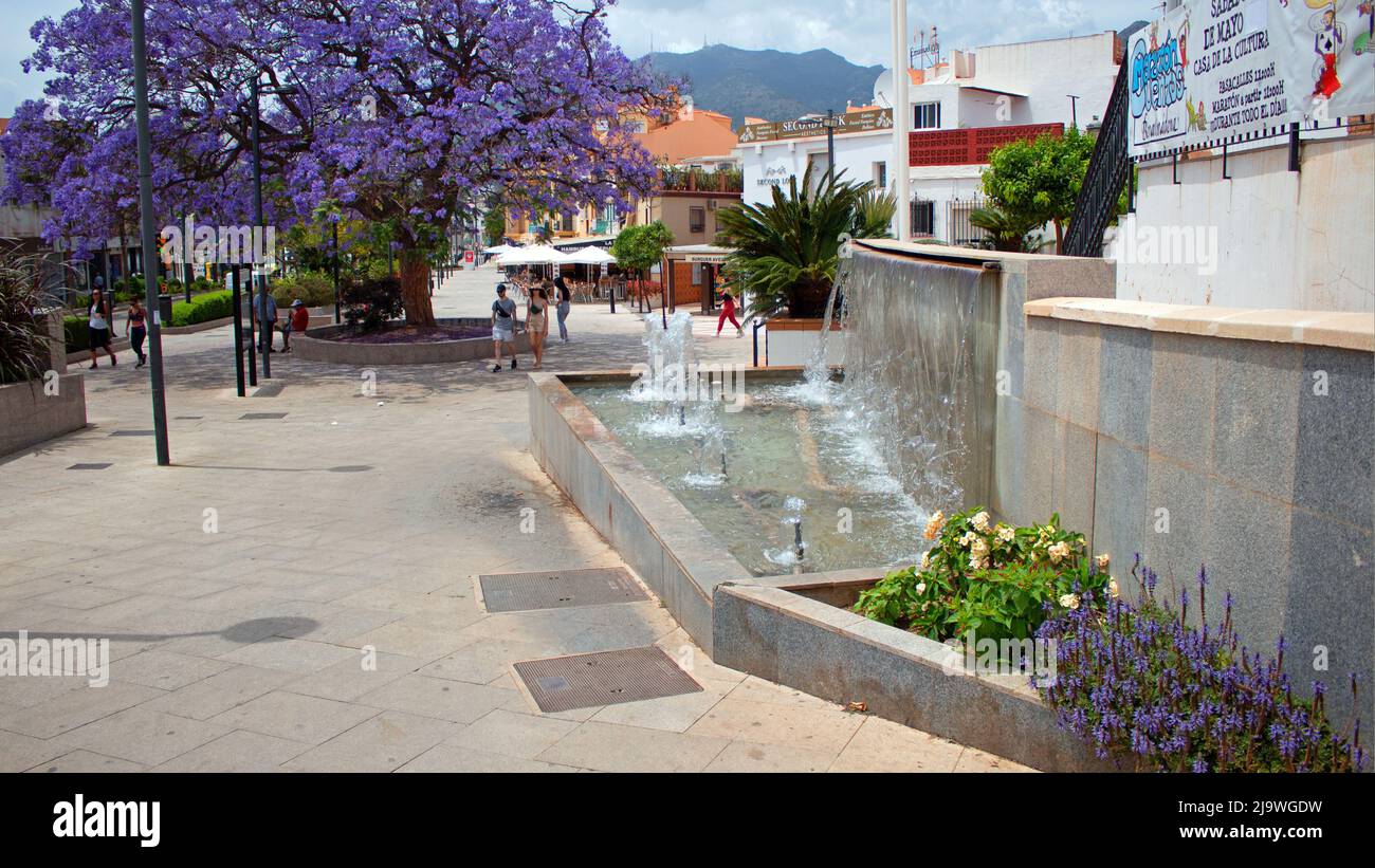Jacaranda Tree - Arroyo de la Miel Stock Photo - Alamy