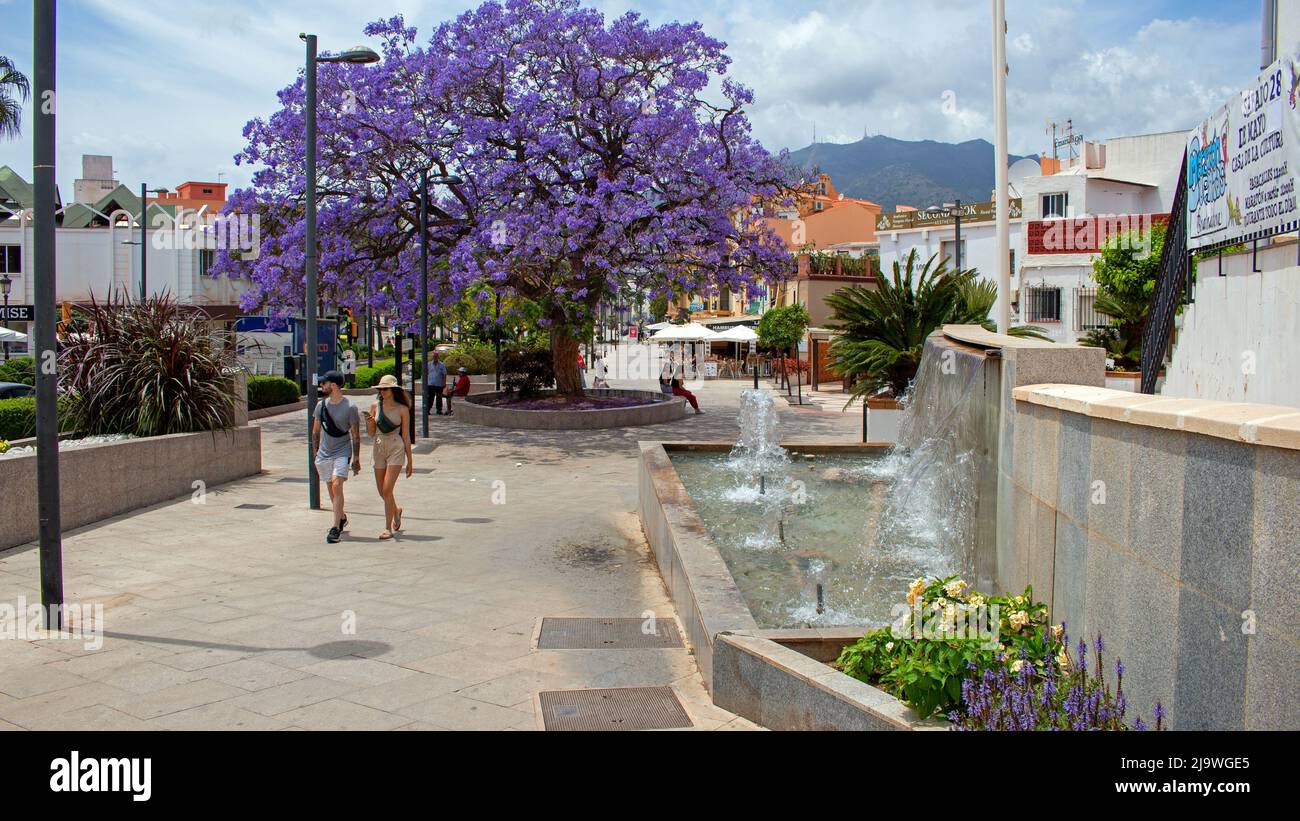 Jacaranda Tree - Arroyo de la Miel Stock Photo - Alamy
