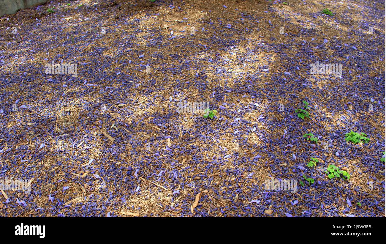 Jacaranda Tree - Arroyo de la Miel Stock Photo - Alamy