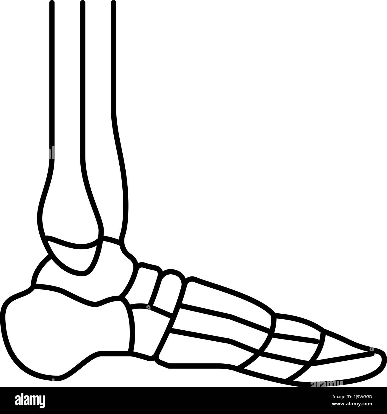 ankle bone line icon vector illustration Stock Vector Image & Art - Alamy