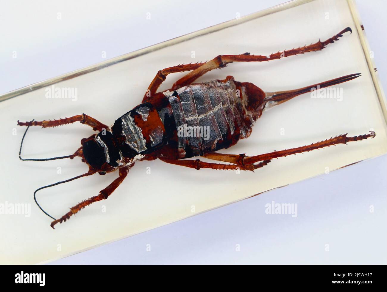 Mole grillo gryllotalpa gryllotalpa hi-res stock photography and images ...