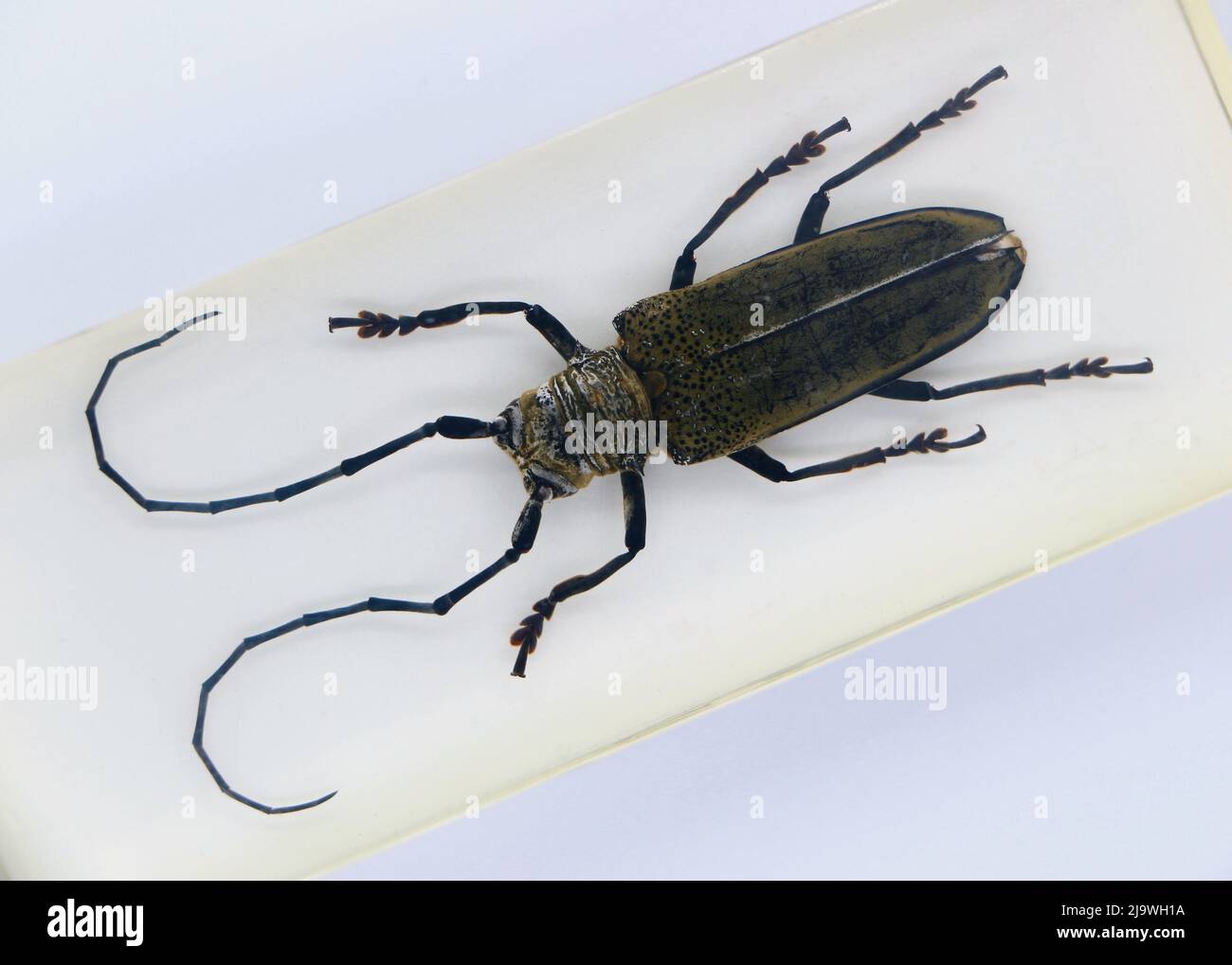 Perspex encased specimen seen from above on a white background Yellow ...
