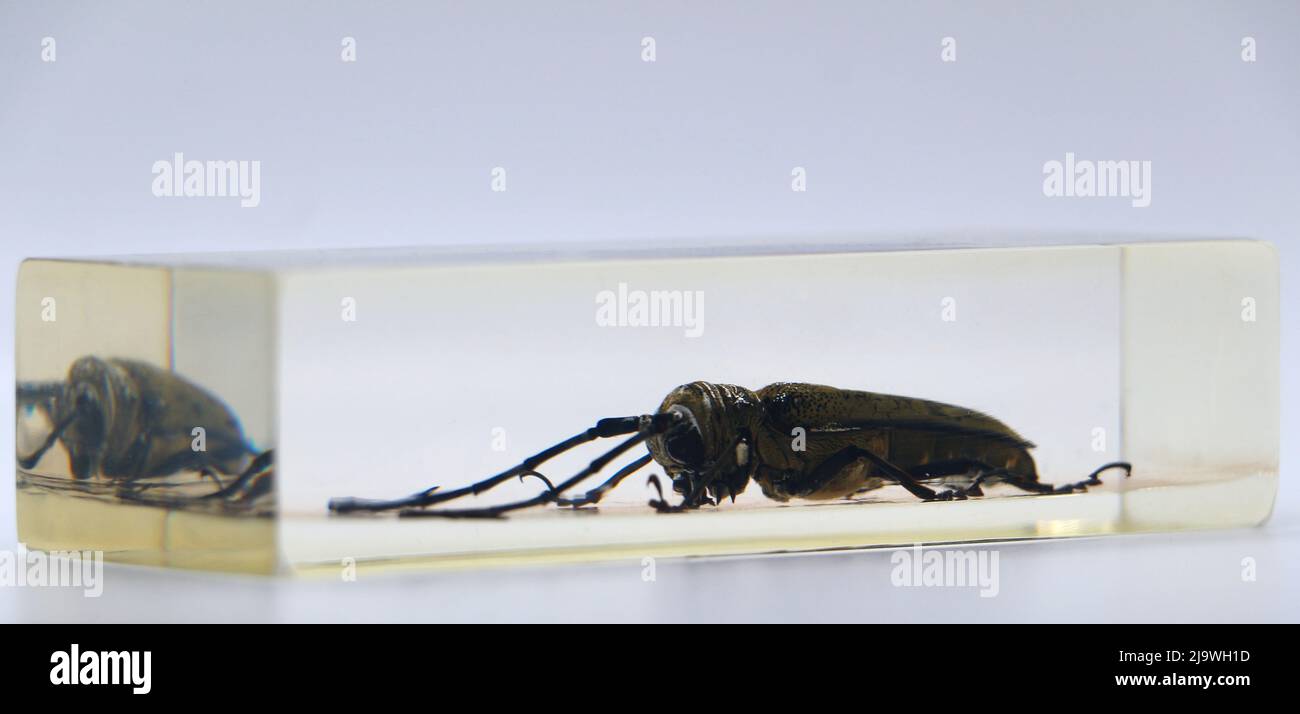Perspex encased specimen side view on a white background longicorne ...