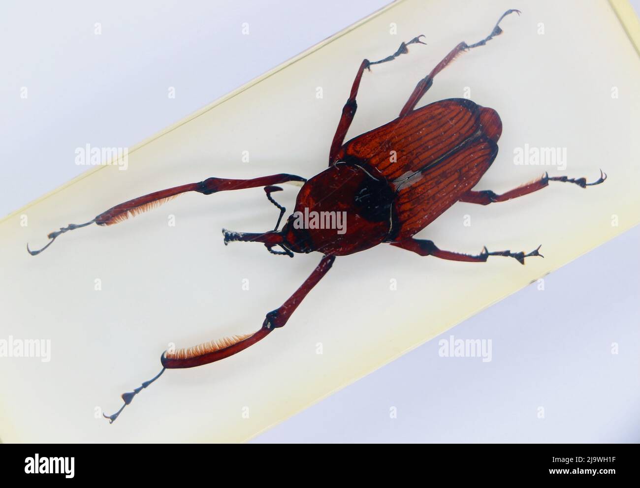 Perspex encased specimen from above on a white background Rhynchophorus ...