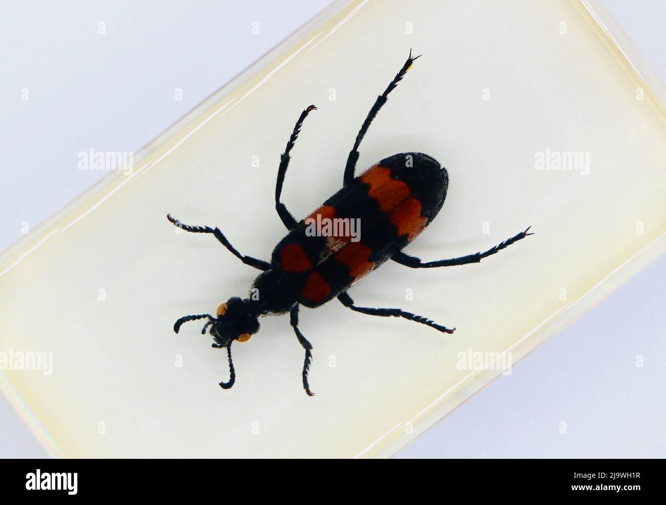 Perspex encased specimen seen from above on a white background Blister ...