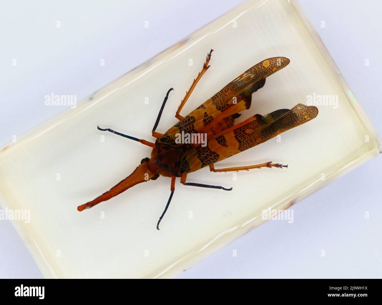 Perspex encased specimen seen from above on a white background Asiatic ...