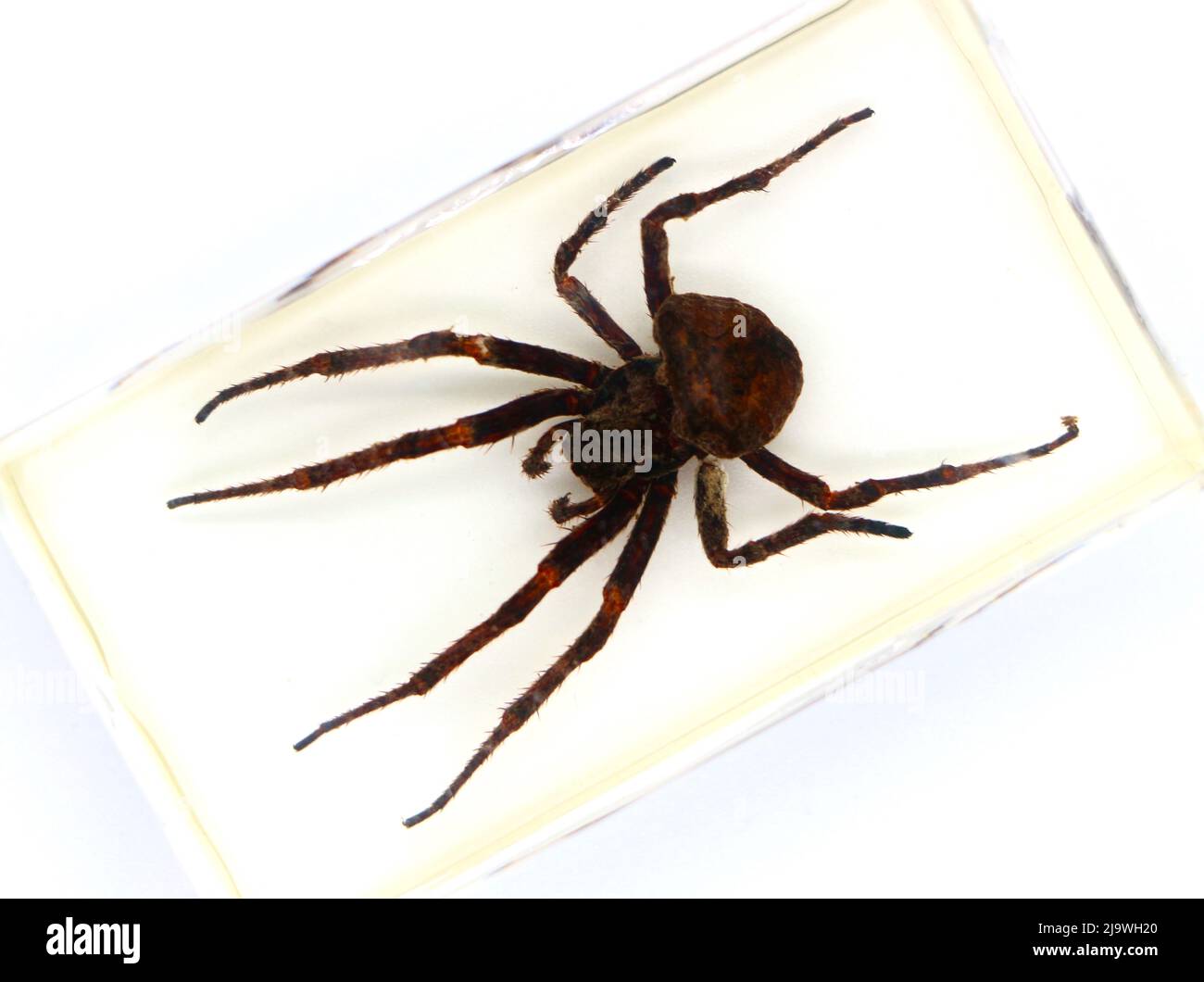 Perspex encased specimen seen from above on a white background Araneus ...