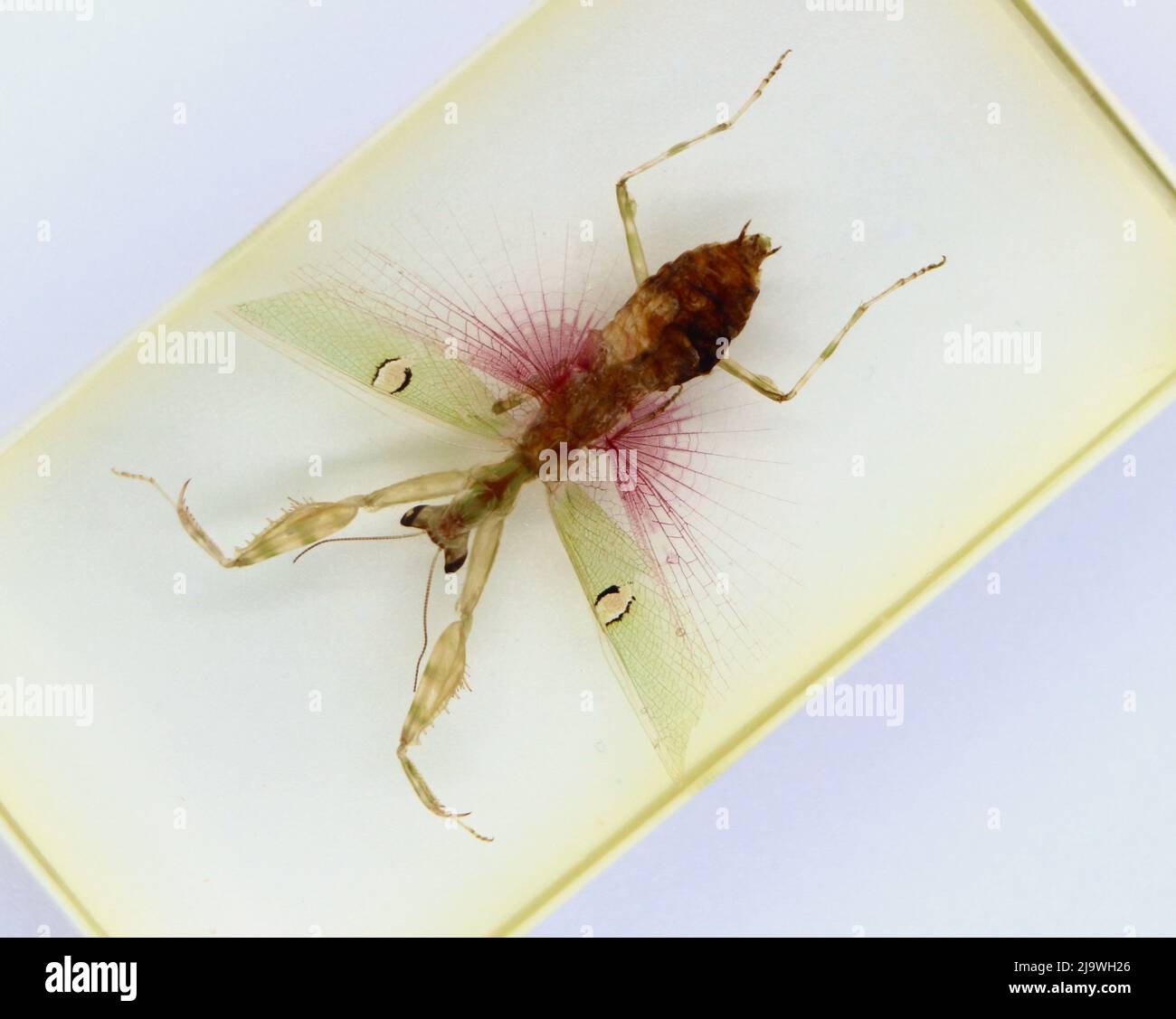 Perspex encased specimen seen from above on a white background Flower ...