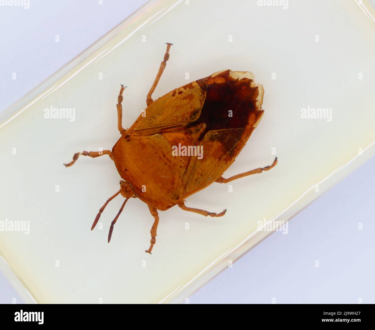 Chinche oriental hi-res stock photography and images - Alamy