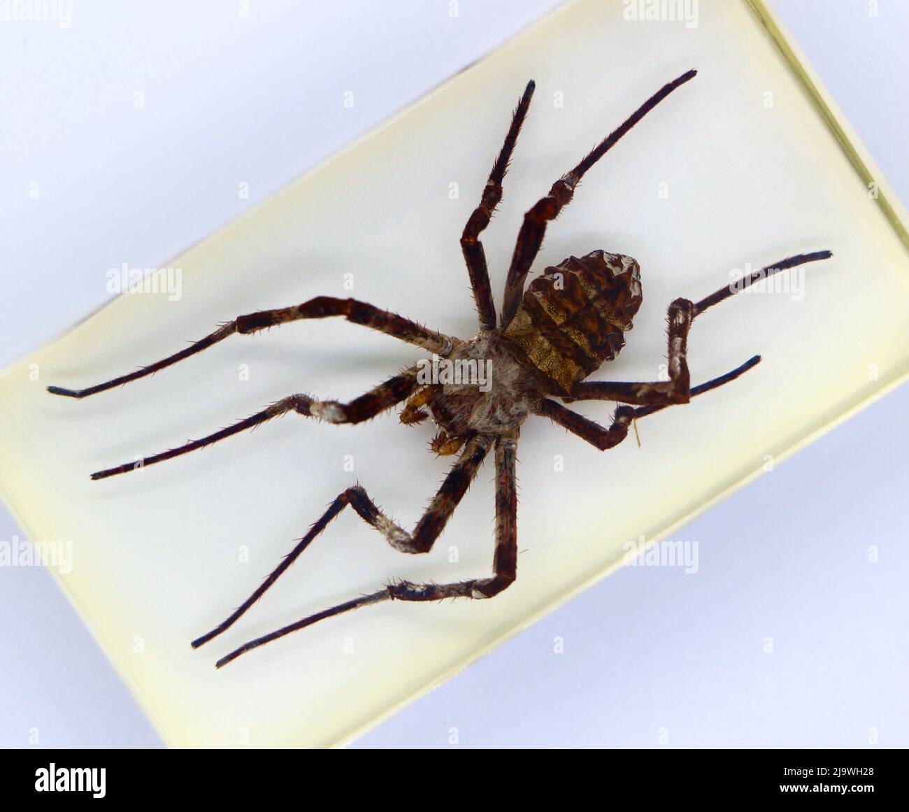 Perspex encased specimen seen from above on a white background Tiger ...
