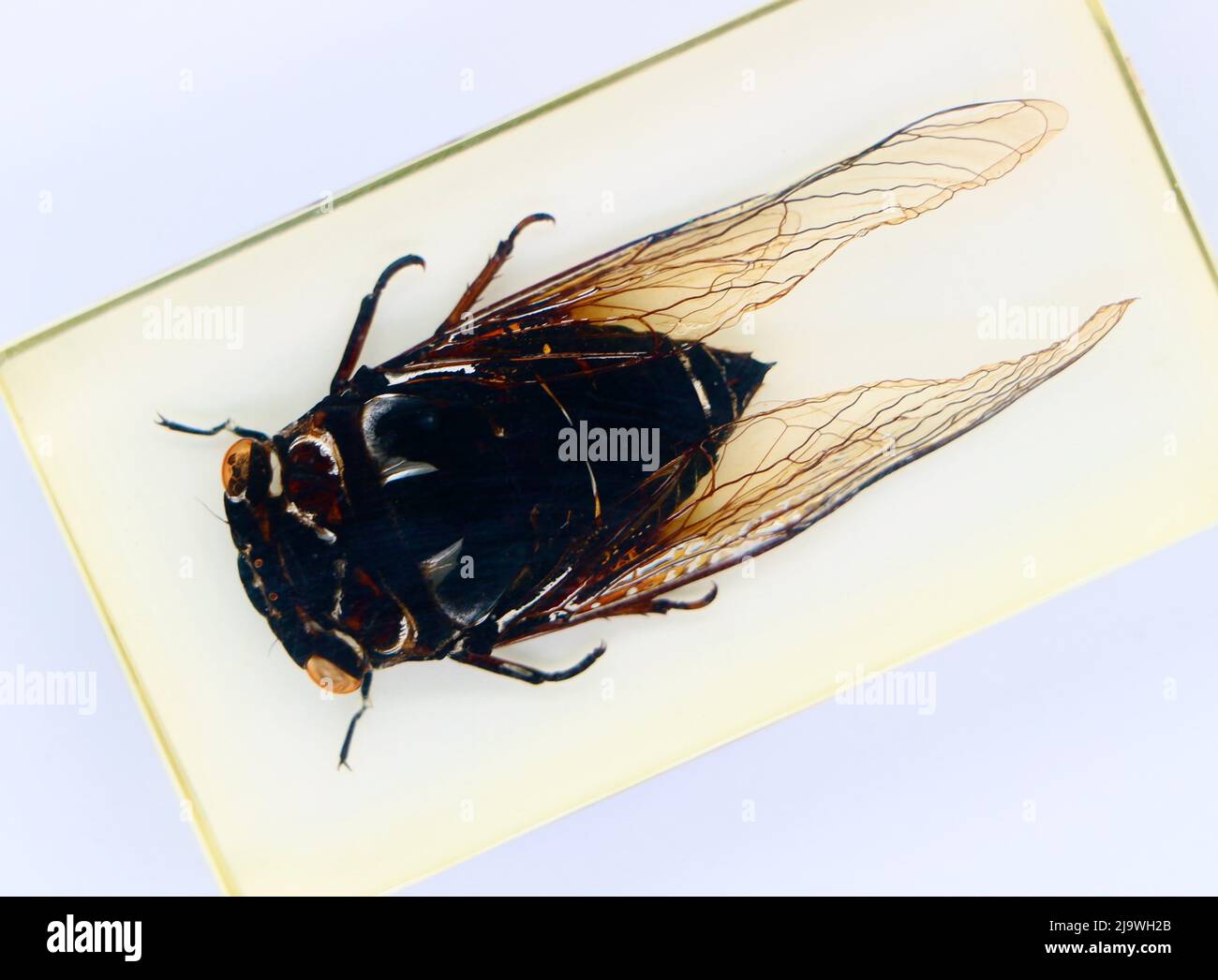 Cigarra tropical hi-res stock photography and images - Alamy