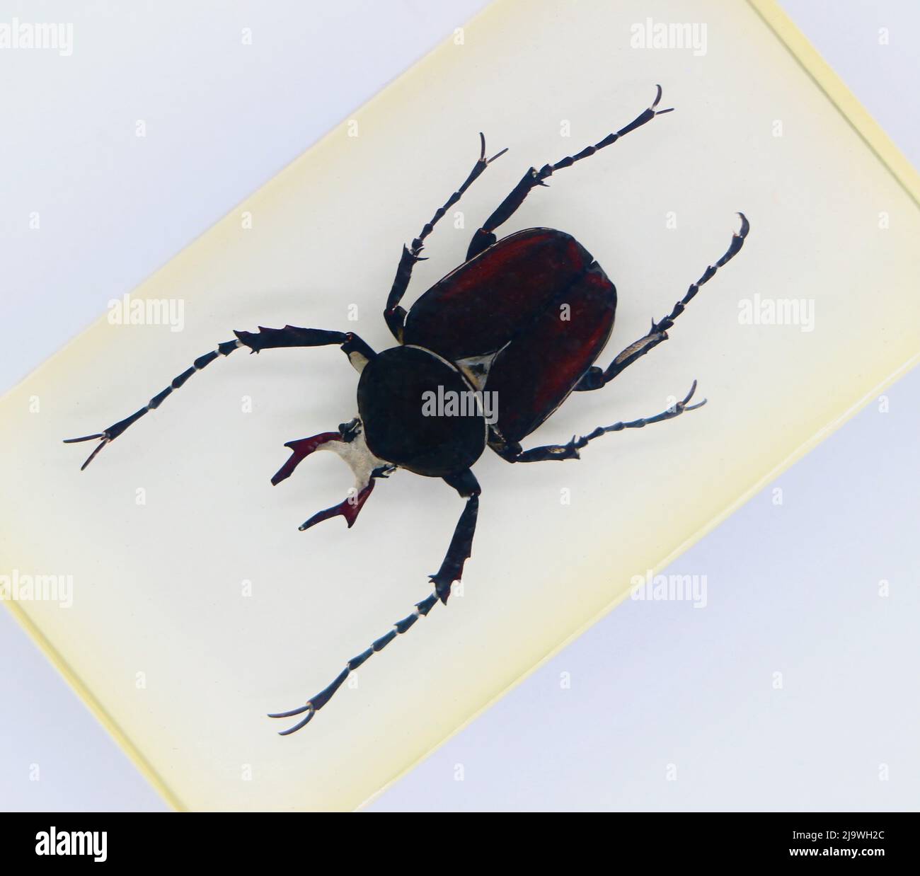 Perspex encased specimen seen from above on a white background Cetonia ...