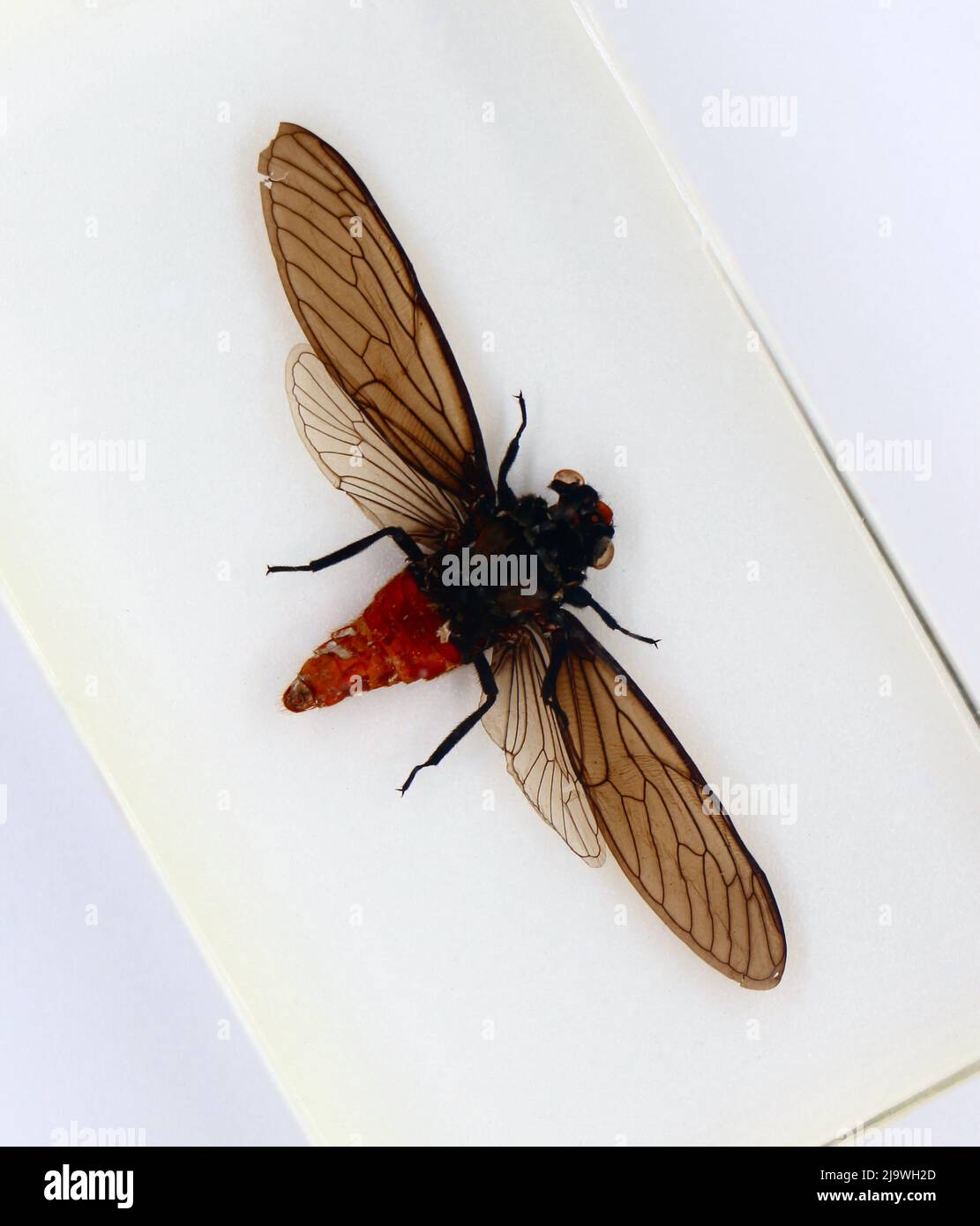 Perspex encased specimen seen from above on a white background ...