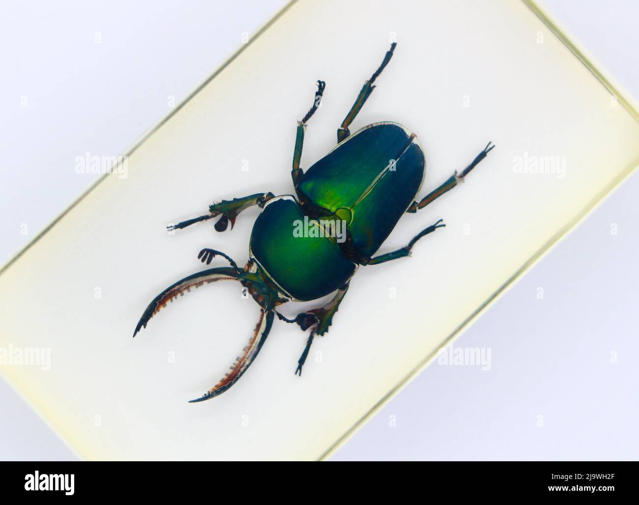Perspex encased specimen seen from above on a white background Stag ...
