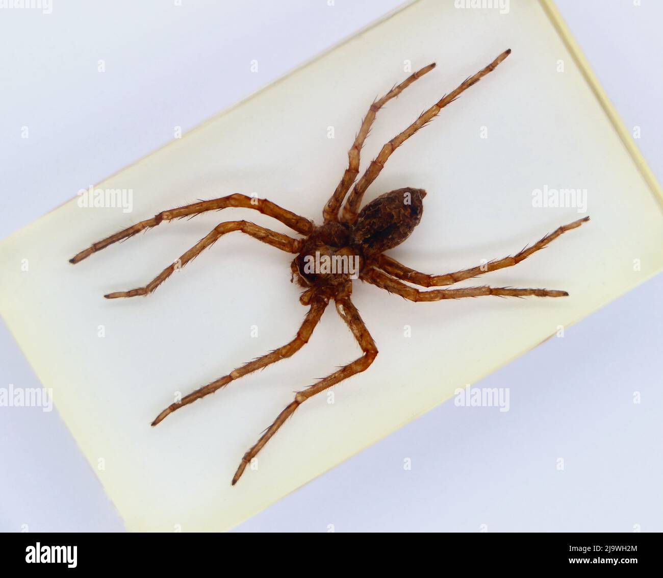 Perspex encased specimen seen from above on a white background Pisaura ...
