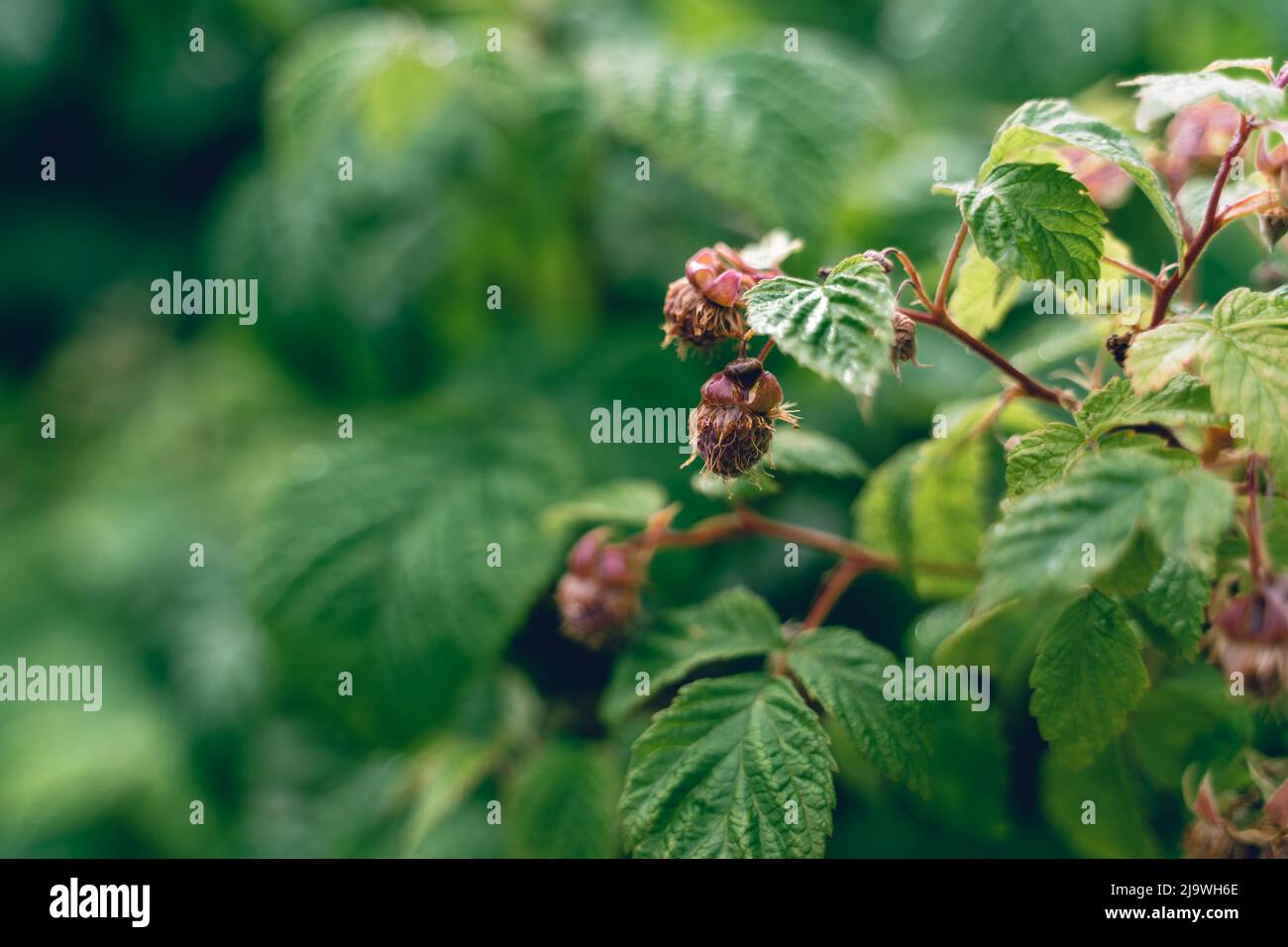 very green bush of raspberries in the garden Stock Photo - Alamy