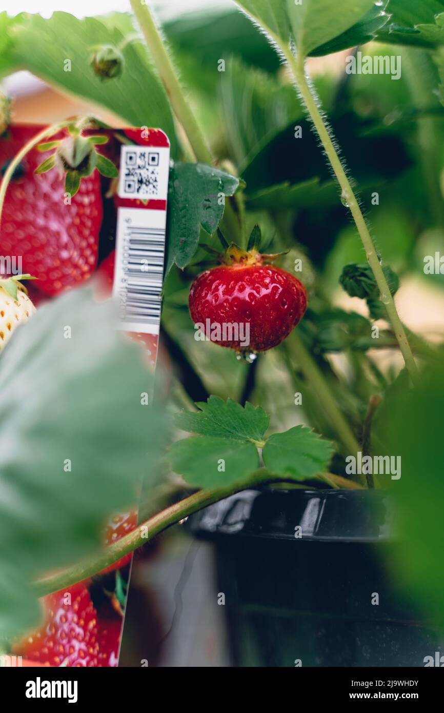 Strawberry harvest after the rain Stock Photo - Alamy