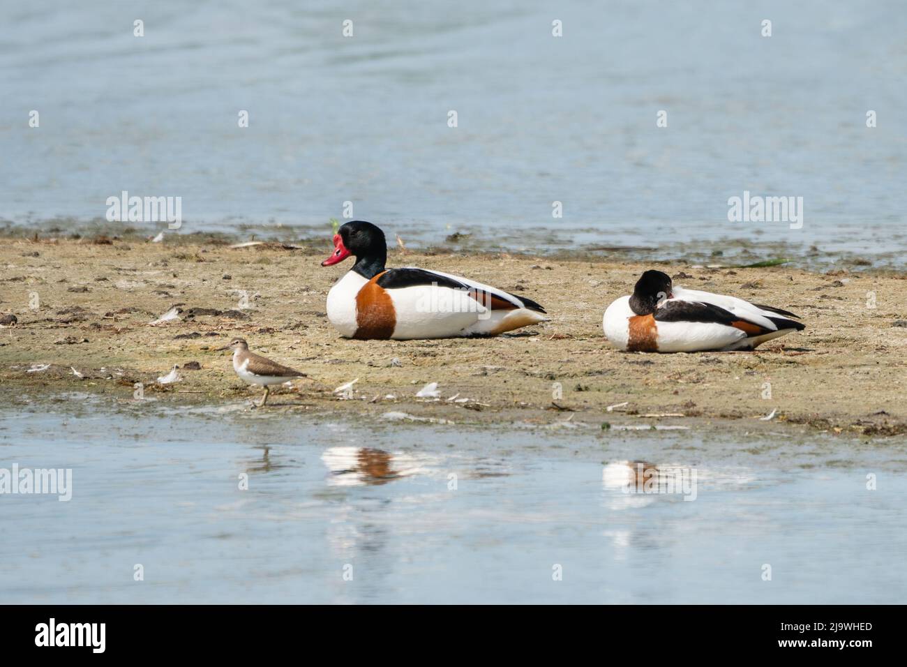Two common shellducks sitting on a narrow sand strip, and a common ...