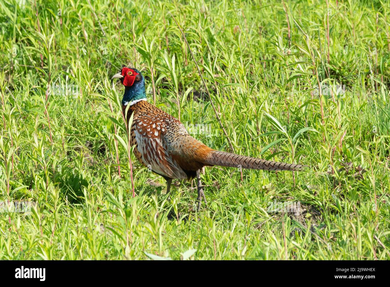 Male pheasant staying alert as he strides carefully to a safer place ...
