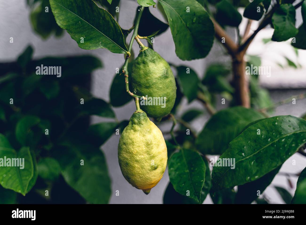 two lemons hanging on a tree Stock Photo - Alamy