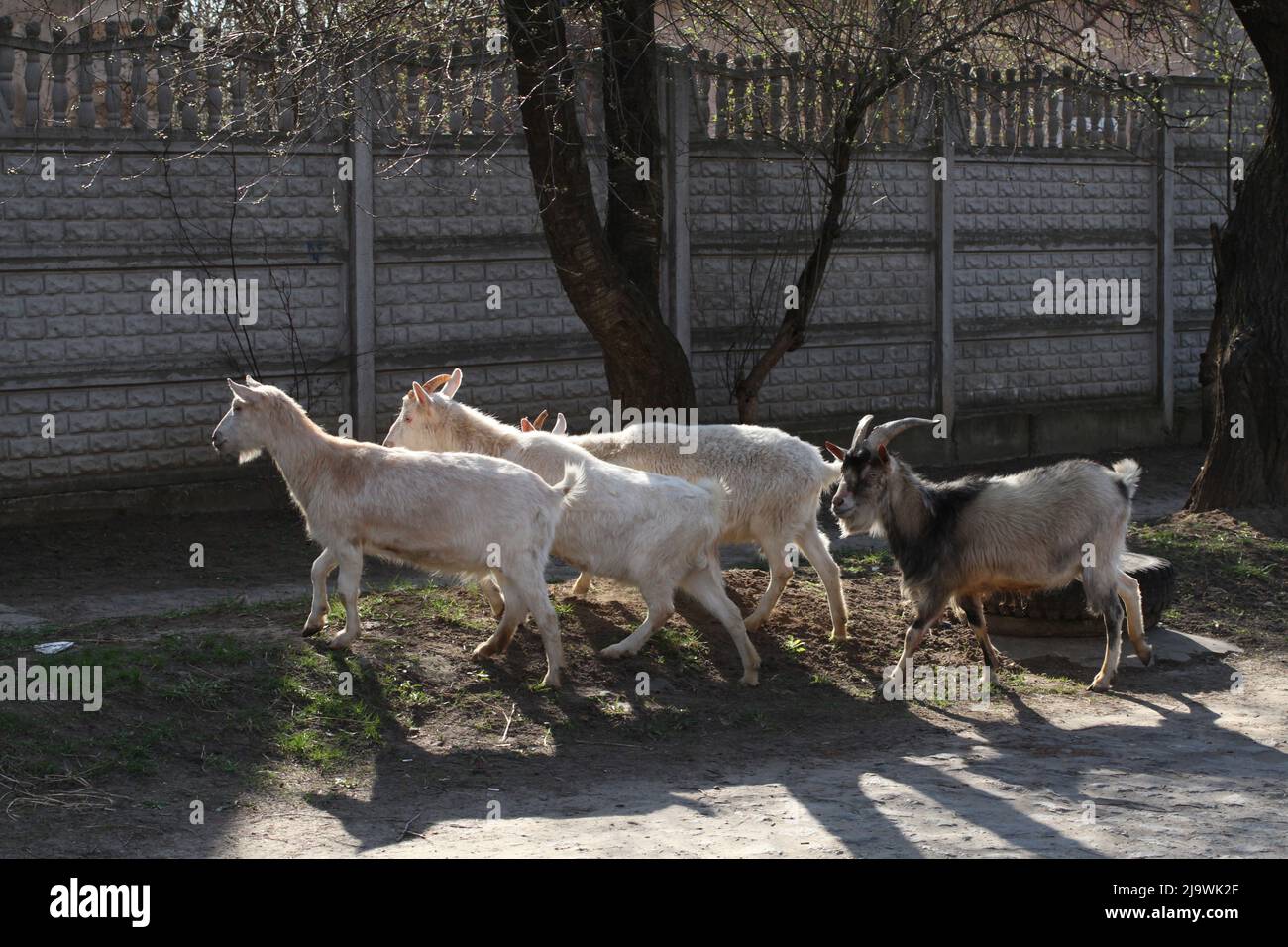 Several goats hi-res stock photography and images - Alamy