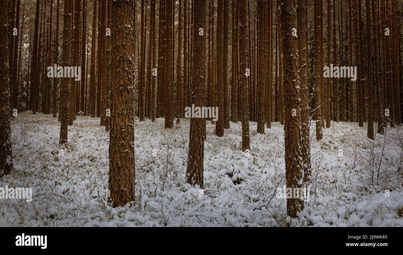 Beautiful forest sweden hi-res stock photography and images - Alamy