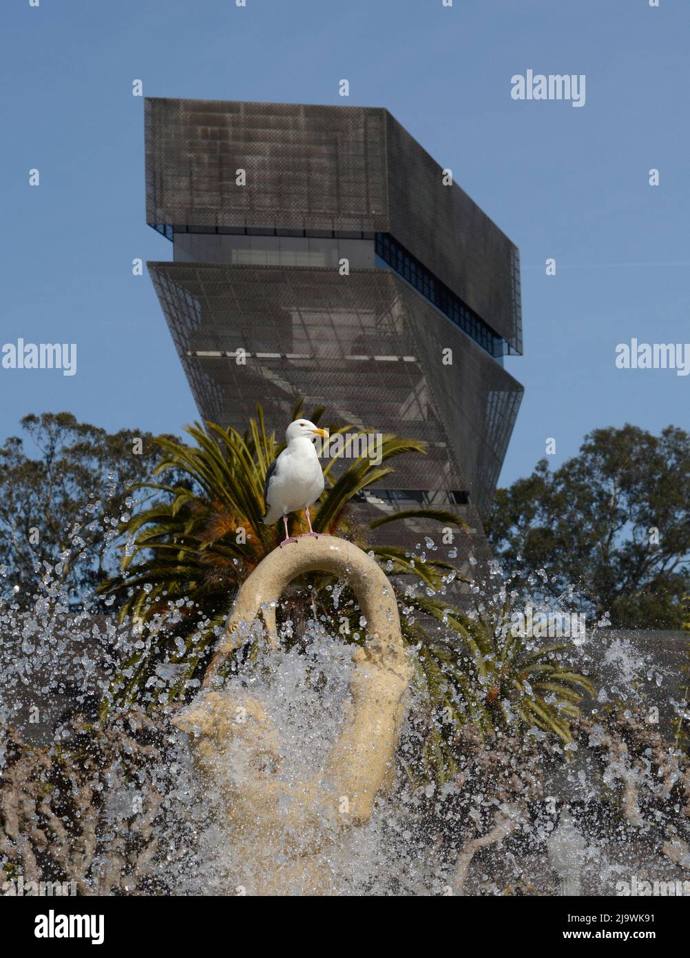 A seagull rests atop the historic 1924 Rideout Memorial Fountain in ...