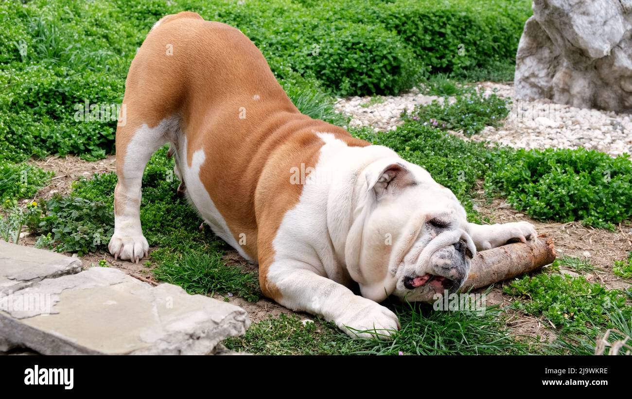 Are Bully Sticks Good For English Bulldogs