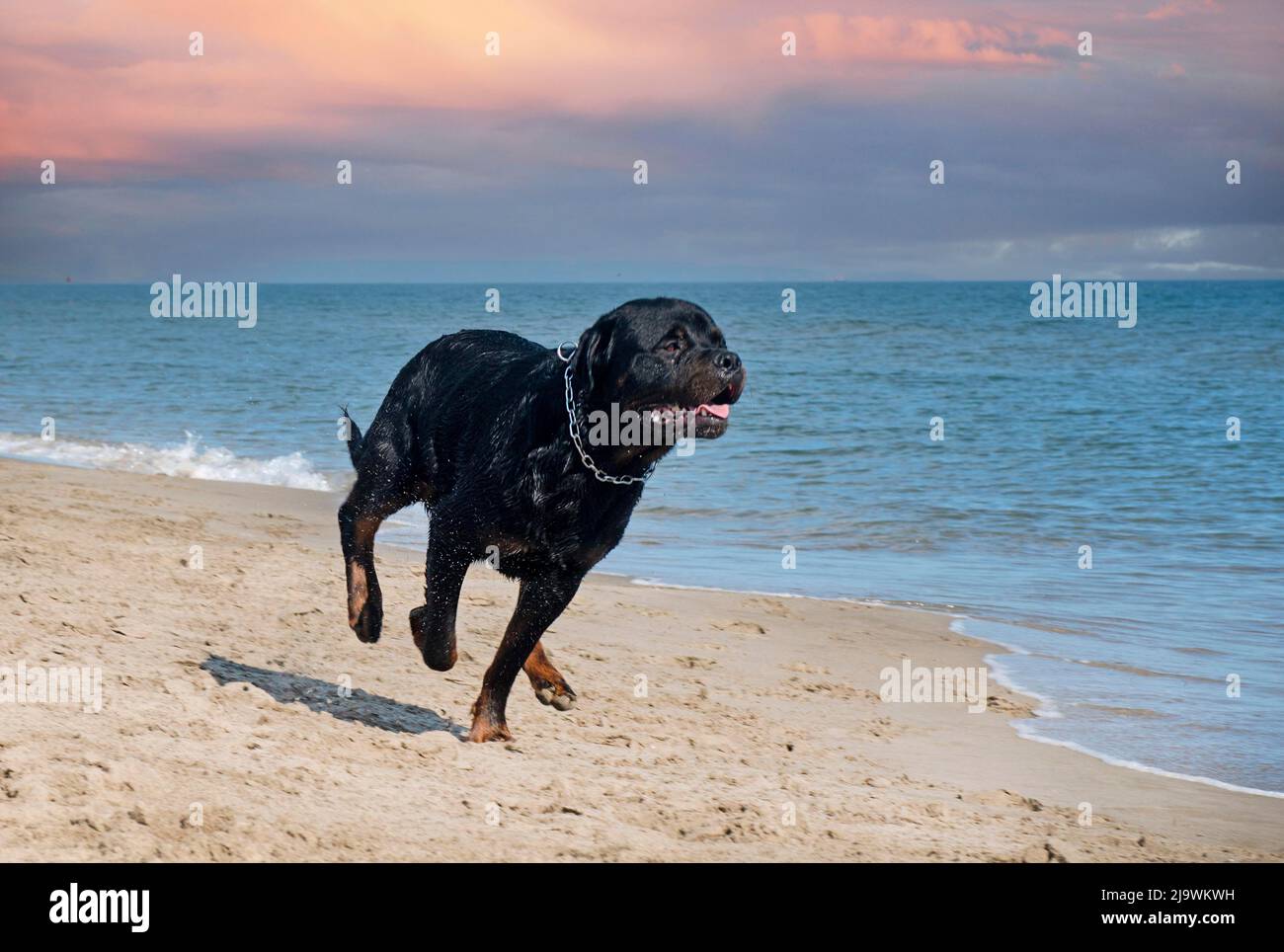 running male rottweiler on the beach in summer Stock Photo - Alamy