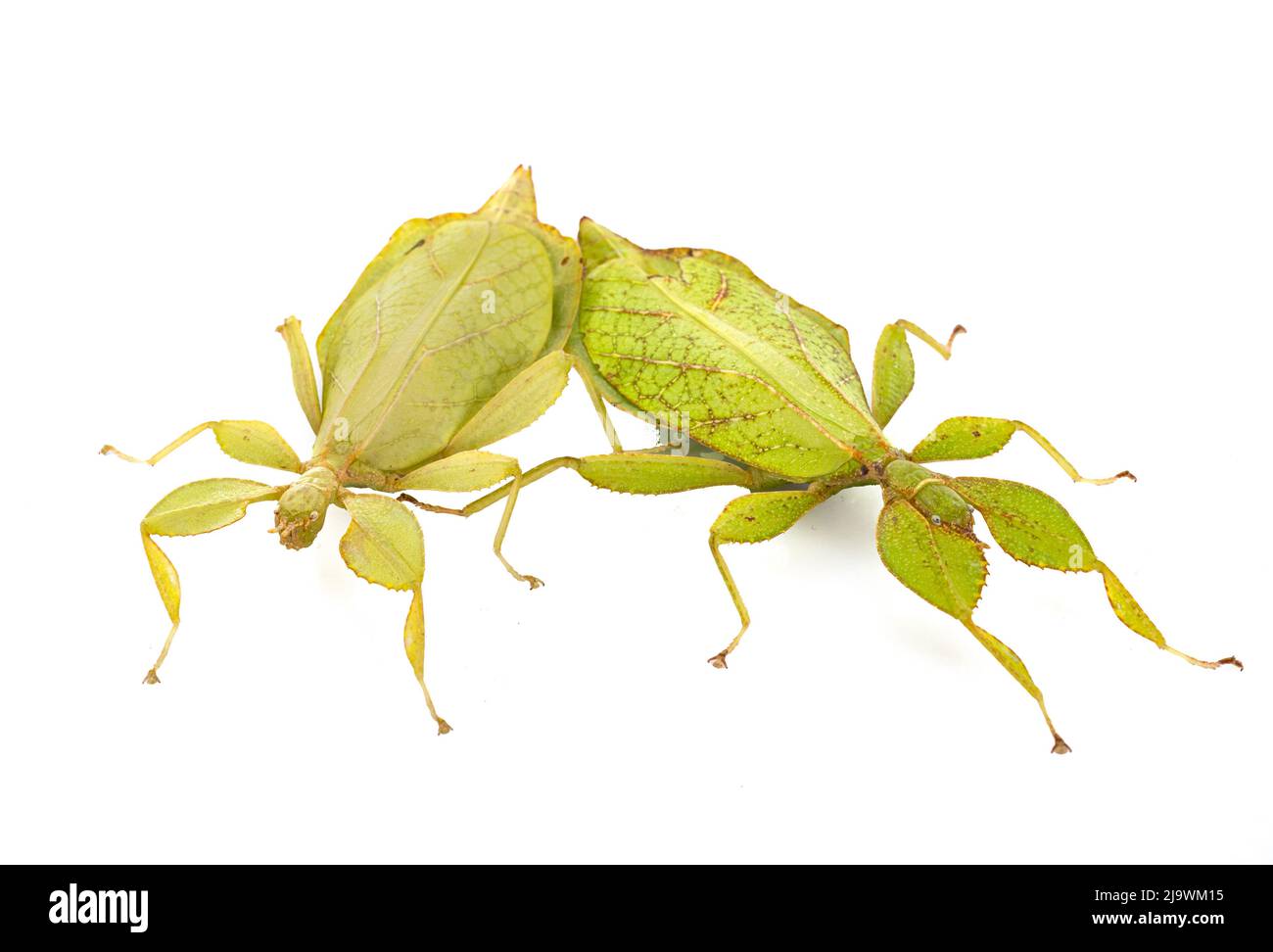 stick insect in front of white background Stock Photo - Alamy