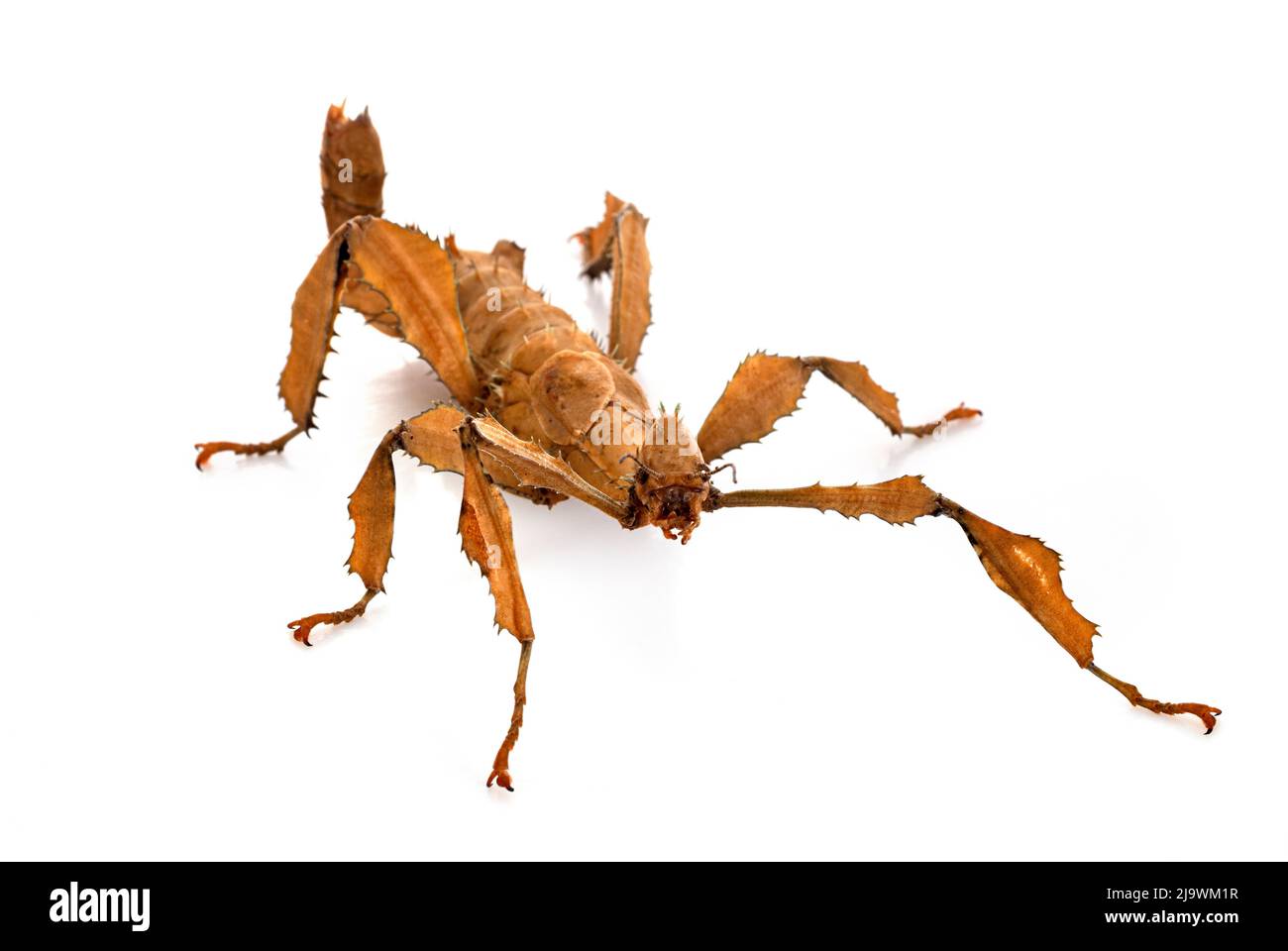 stick insect in front of white background Stock Photo - Alamy