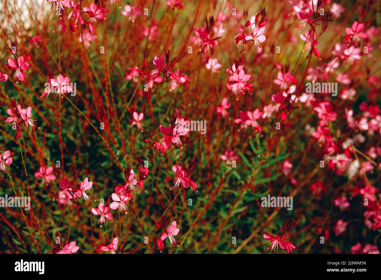 Oenothera lindheimeri, pink meadow flower field background Stock Photo ...