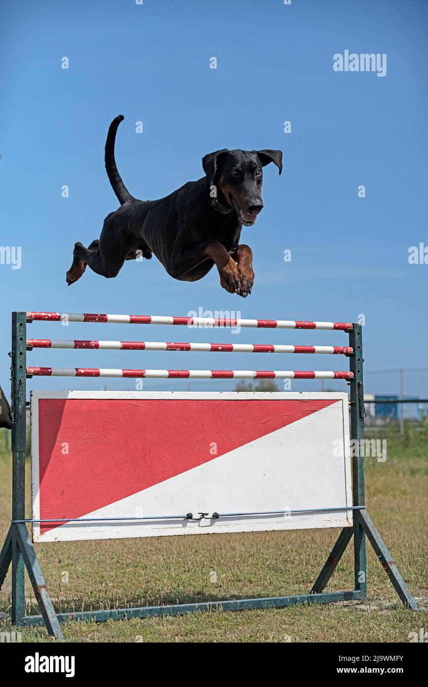purebred doberman jumping in a training of agility Stock Photo - Alamy