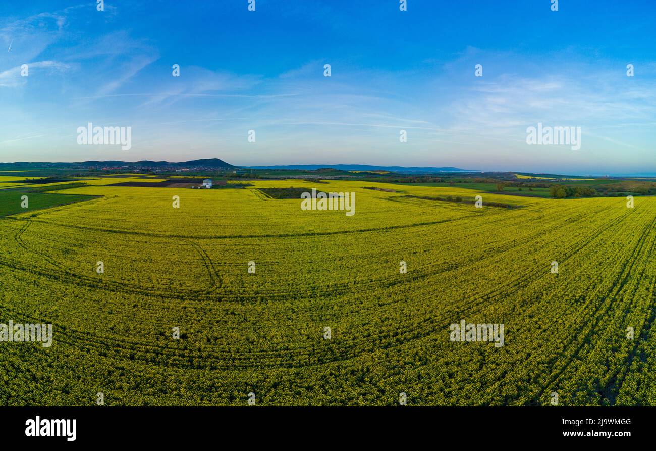 Panorama of bright flowering fields with yellow spring plant in ...