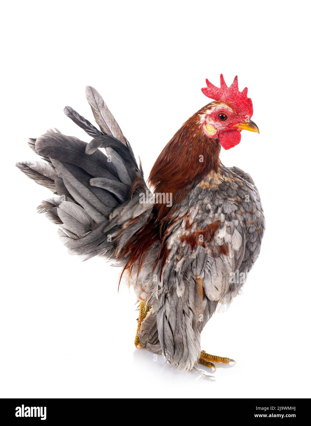 Ayam Serama