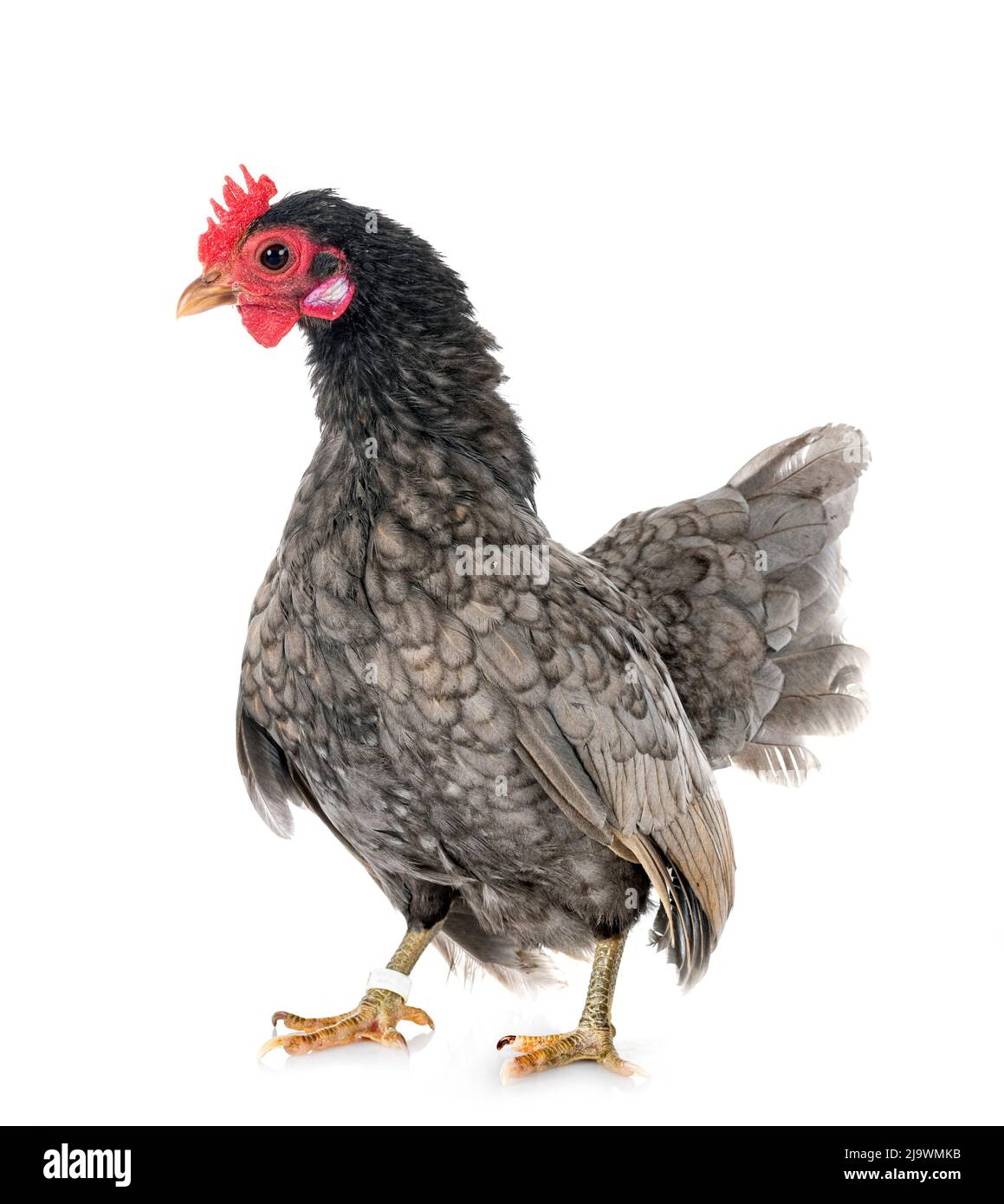 Malaysian Serama in front of white background Stock Photo - Alamy