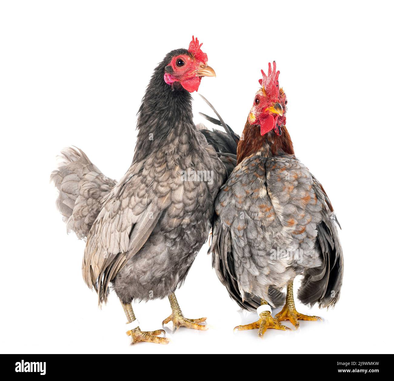 Malaysian Serama in front of white background Stock Photo - Alamy