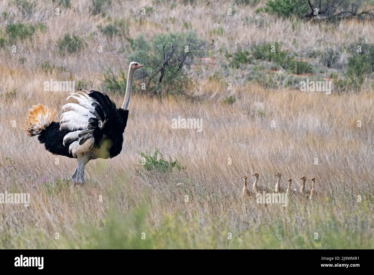 Common ostrich (Struthio camelus) male with six chicks in the Kalahari ...