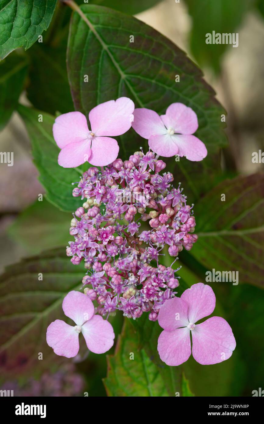 Pink Flowers of Purple Lacecap, Hydrangea Macrophylla Stock Photo - Alamy