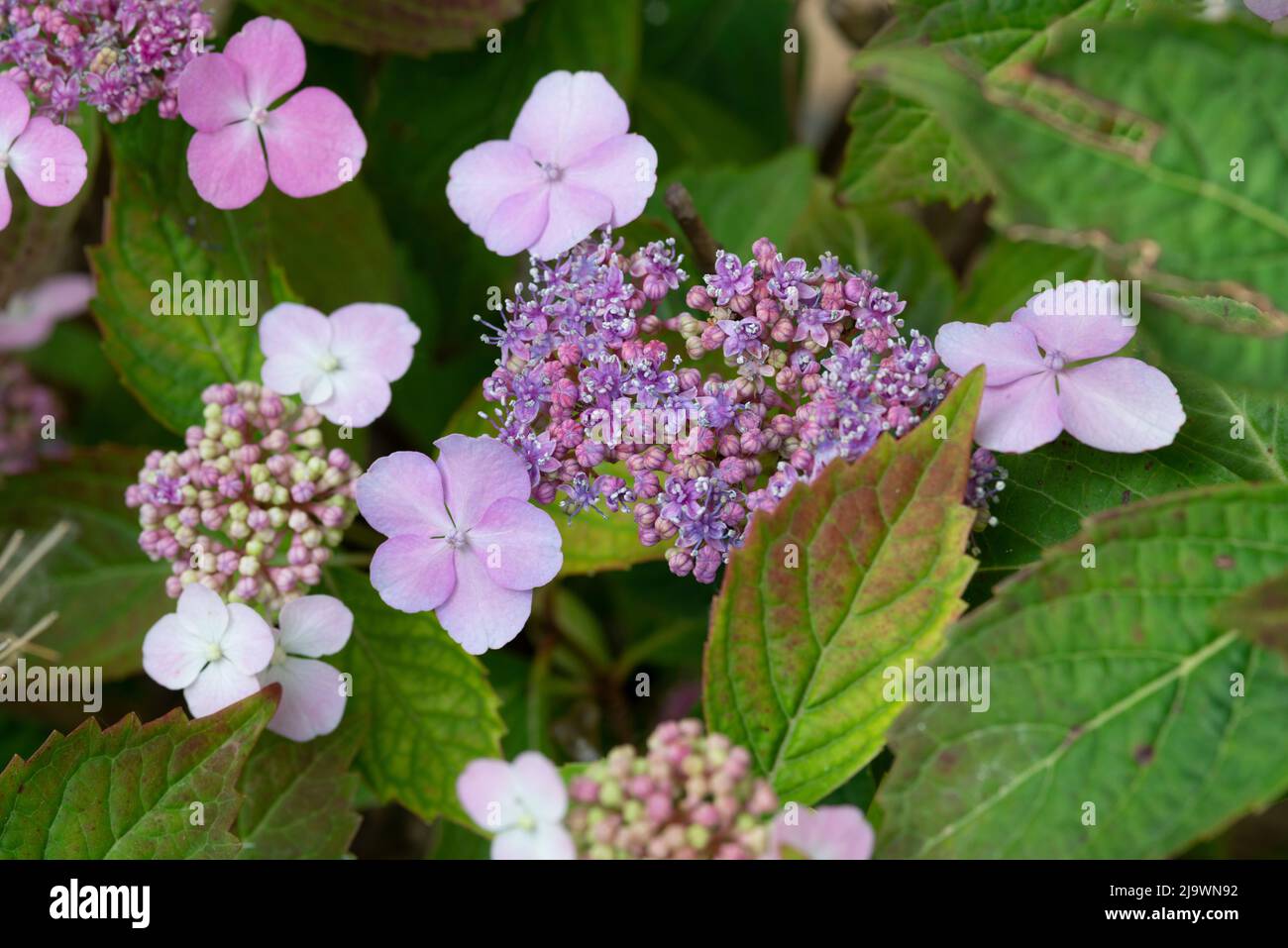 Pink Flowers of Purple Lacecap, Hydrangea Macrophylla Stock Photo - Alamy
