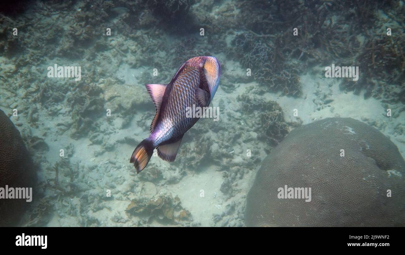 Underwater photo of Titan Triggerfish or Balistoides viridescens in ...