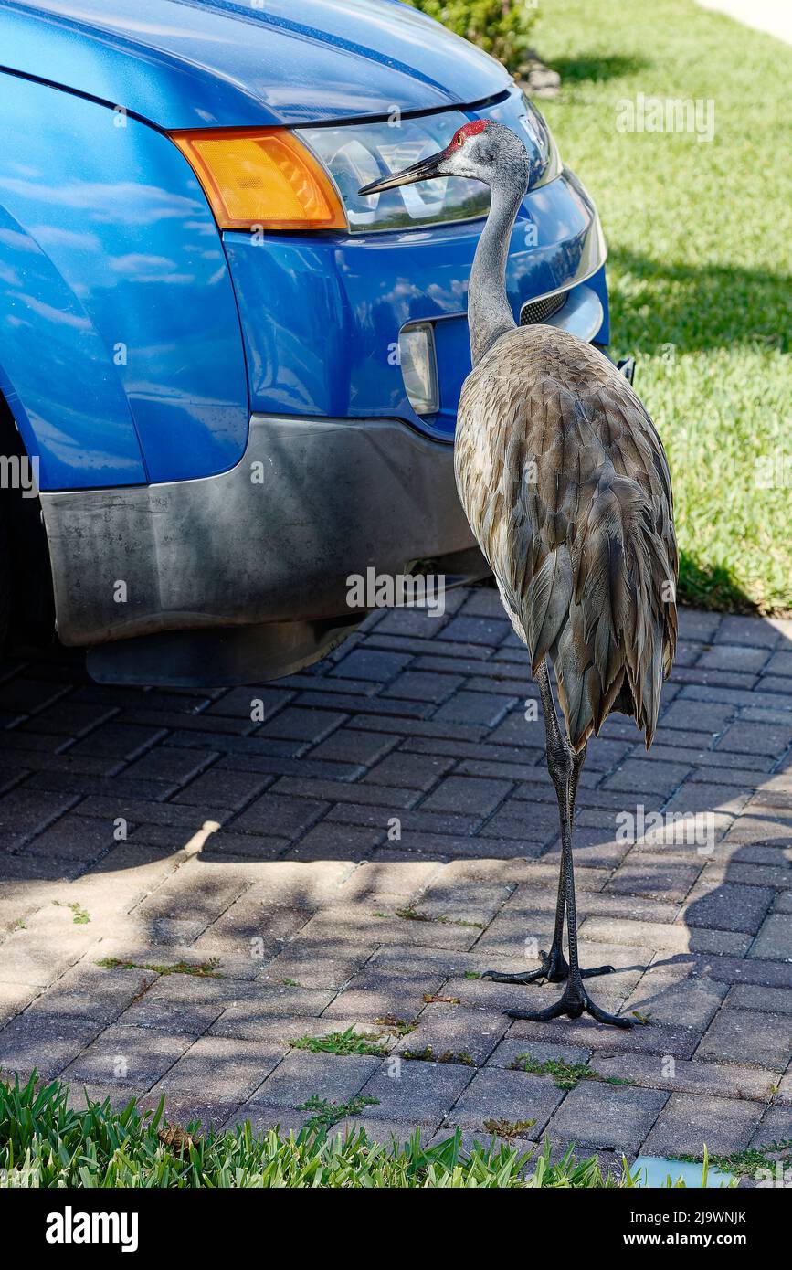 Sandhill crane, looking at blue car, standing in paver driveway, close ...