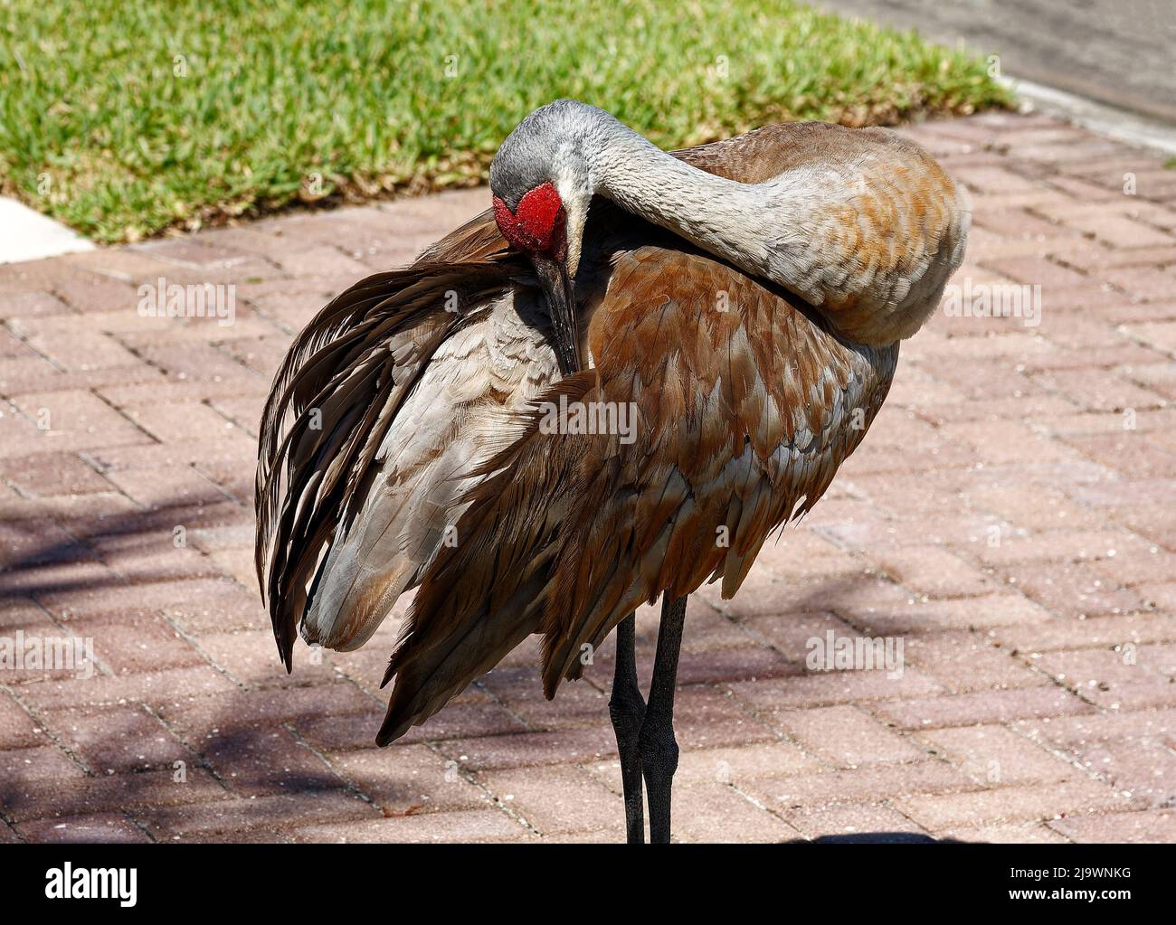 Sandhill crane, standing in paver driveway, preening back, neighborhood ...